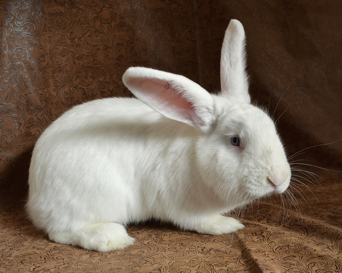 Best Farm Animals for Beginners – Mother Earth News